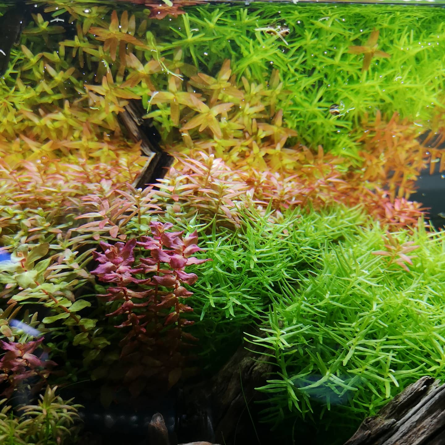 Liquid Nature - Aquarium Shop & Gallery – Wien | Aquascaping