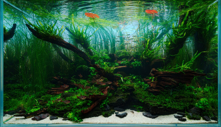 Liquid Nature - Aquarium Shop & Gallery – Wien | Aquascaping