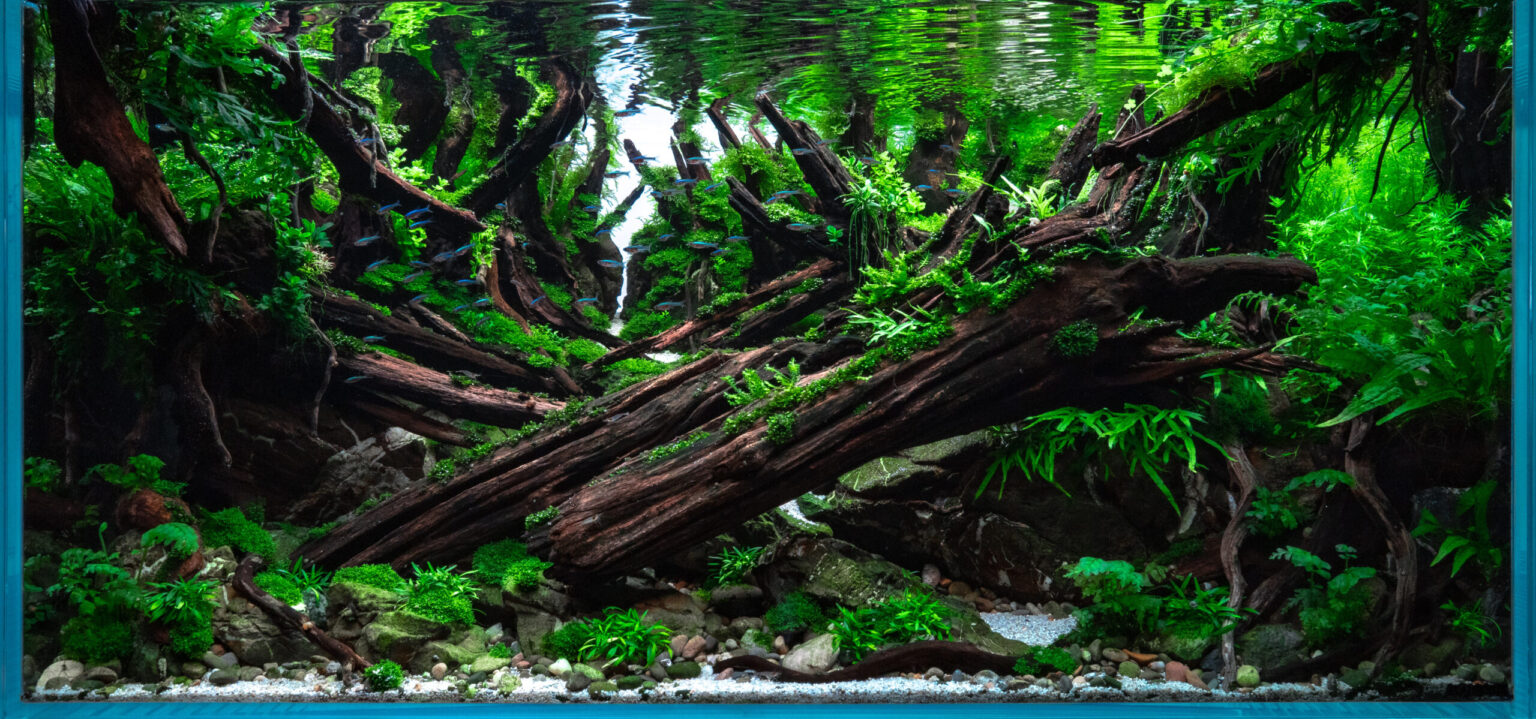 Liquid Nature - Aquarium Shop & Gallery – Wien | Aquascaping