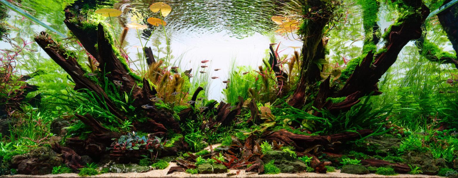 Liquid Nature - Aquarium Shop & Gallery – Wien | Aquascaping