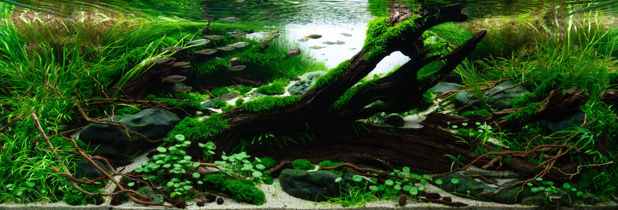 Liquid Nature - Aquarium Shop & Gallery – Wien | Aquascaping