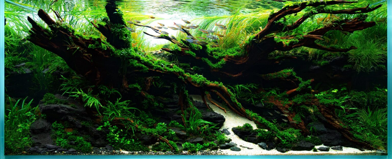 Liquid Nature - Aquarium Shop & Gallery – Wien | Aquascaping