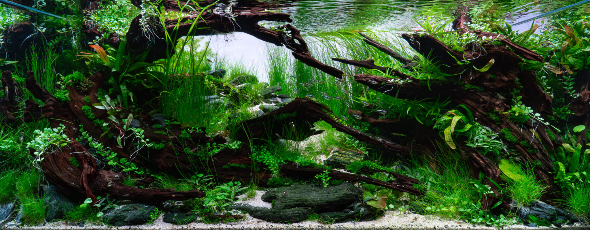 Liquid Nature - Aquarium Shop & Gallery – Wien | Aquascaping